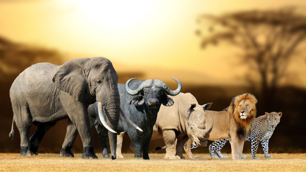 Big Five vs. Little Five: Wildlife Safari Guide to Kenya