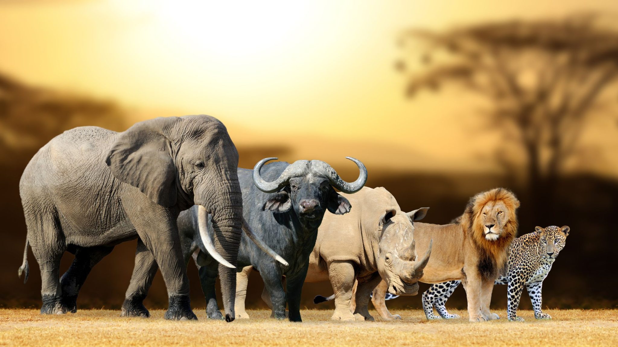 Big Five vs. Little Five: Wildlife Safari Guide to Kenya