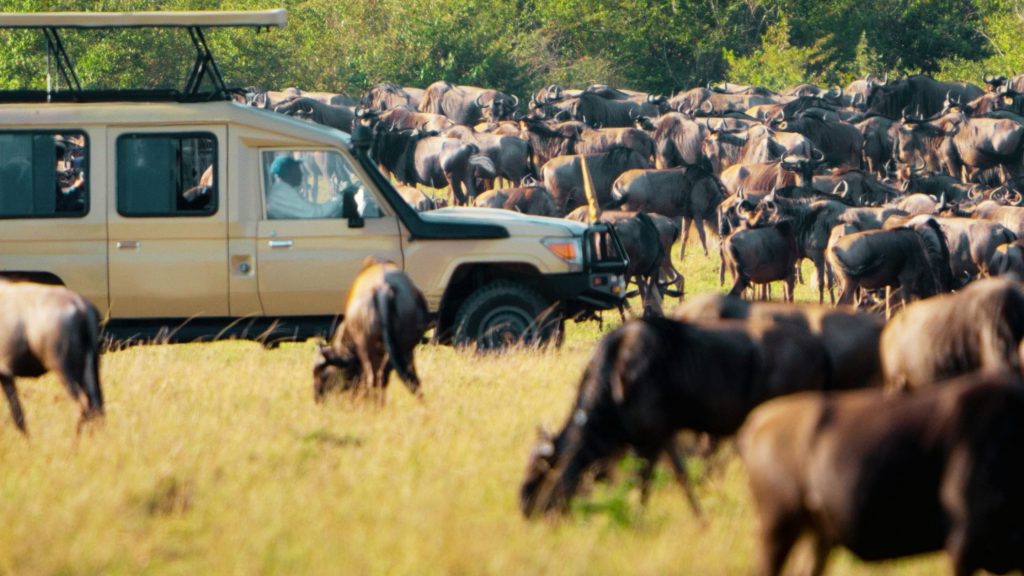 Self-Drive vs Guided Safari: Find Your Perfect Safari Style